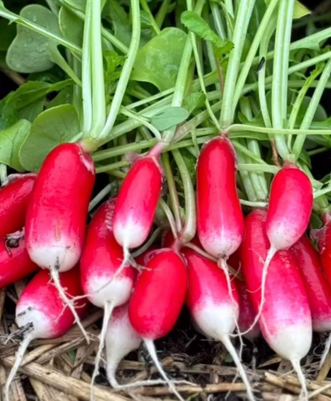 Radish Seeds, French Breakfast Radish Seed Packet (50 Seeds) - Etsy