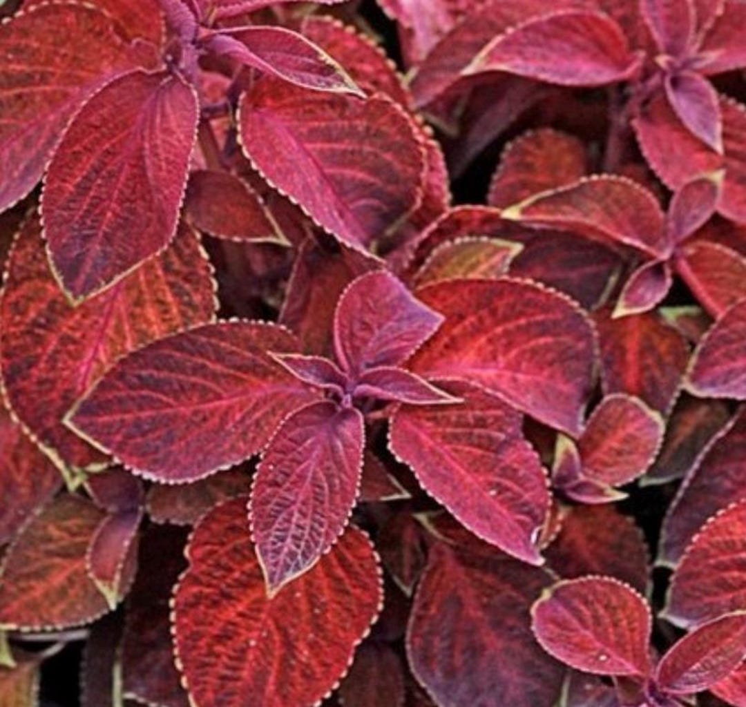 Coleus Seeds, Sunset Wizard Coleus Seed Packet (25 Seeds) - Etsy