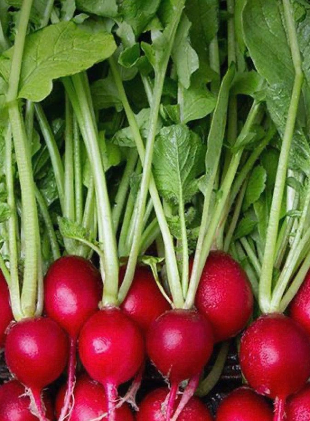 Radish Seeds, Red Satin Radish Seed Packet (50 Seeds) - Etsy