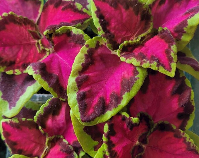 Coleus Seeds, Chocolate Covered Cherry Coleus Seed Packet (25 Seeds) - Etsy