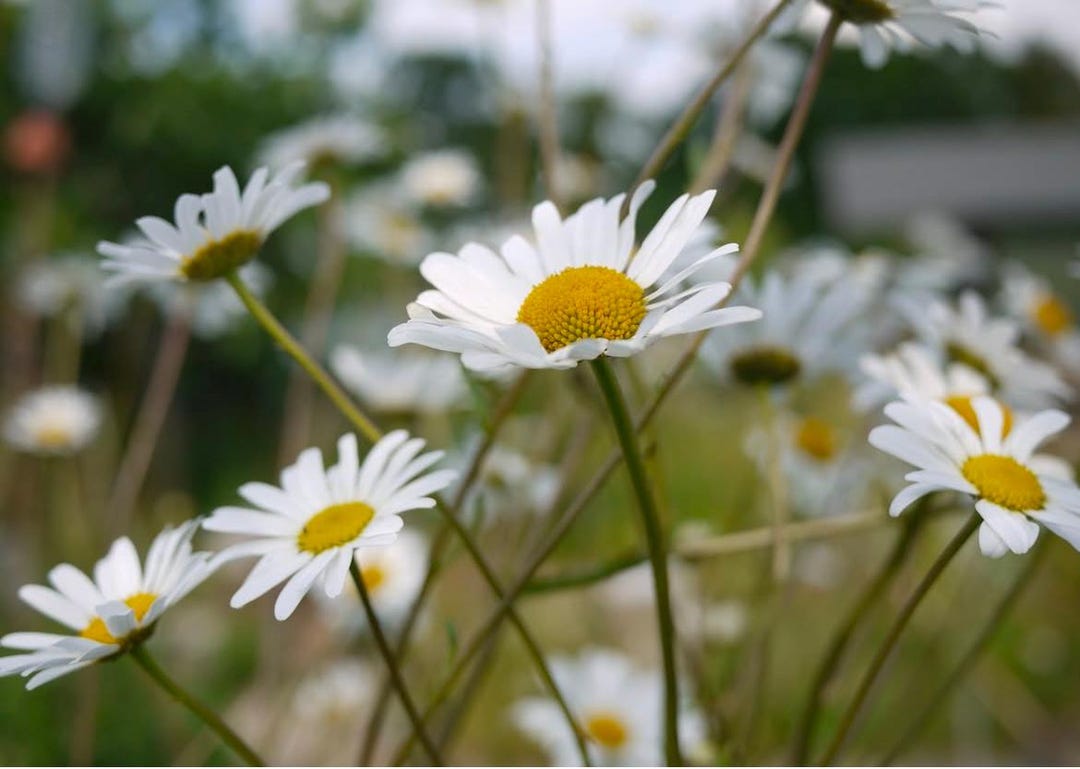 Daisy Seeds, Ox Eye Daisy Seed Packet (100 Seeds) - Etsy