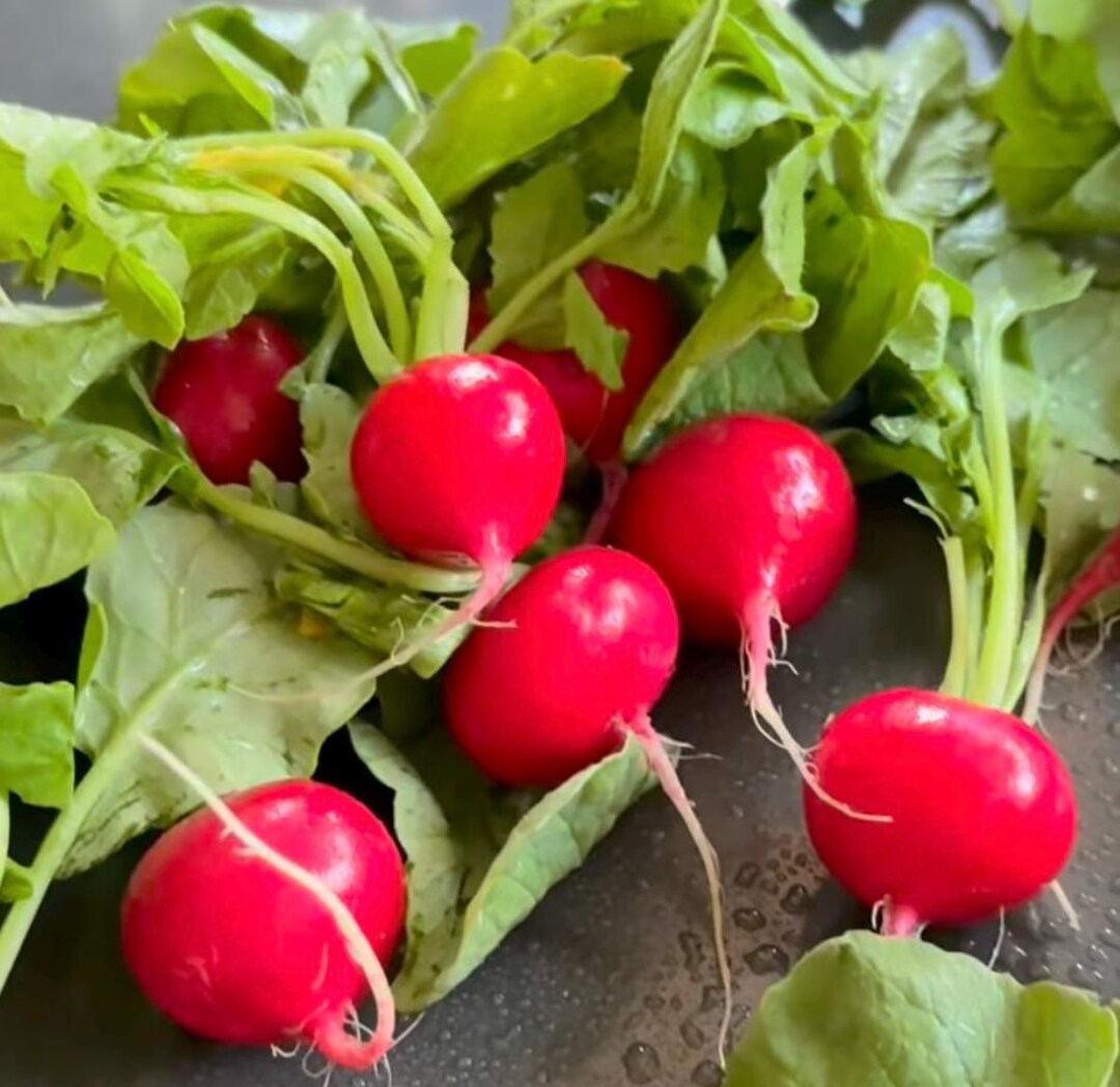 Radish Seeds, Cherry Belle Radish Seed Packet (50 Seeds) - Etsy