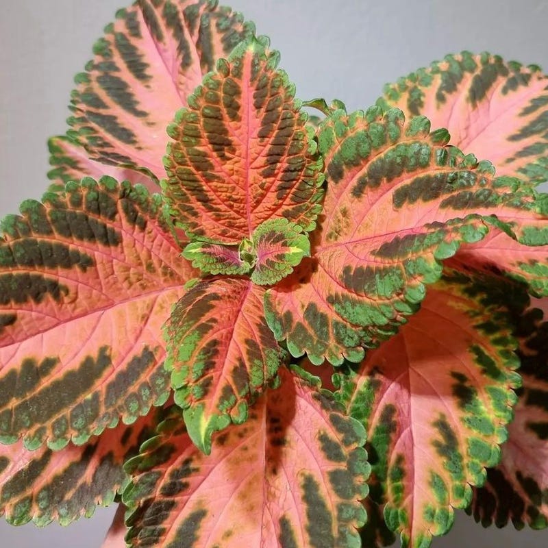 Coleus - Etsy
