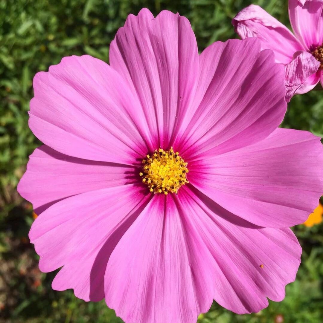 Cosmos Flower Seeds, Radiance Cosmos Seed Packet (100 Seeds) - Etsy