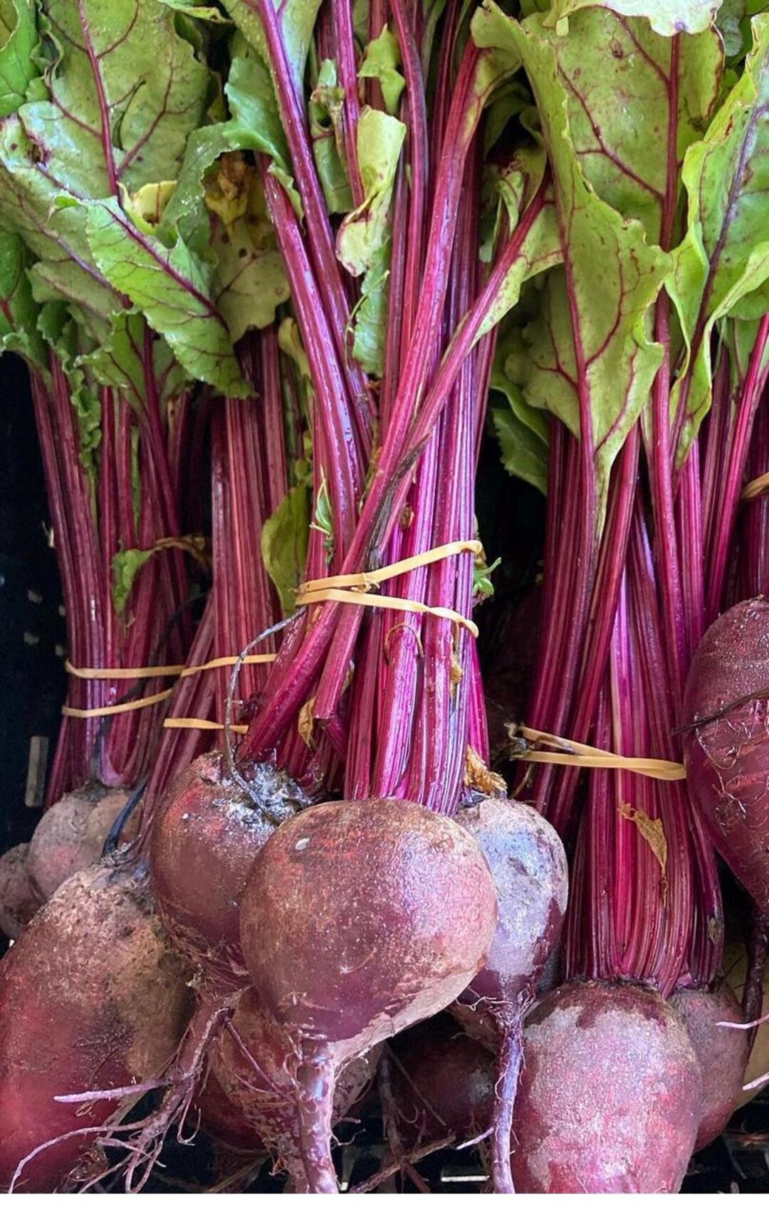 Beet Seeds, Red Ace Beet Seed Packet (50 Seeds) - Etsy