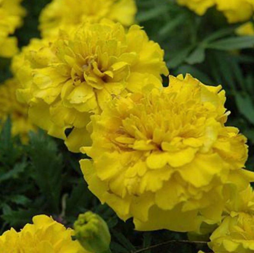 Marigold Seeds, Lemondrop French Marigold Seed Packet (50 Seeds) - Etsy