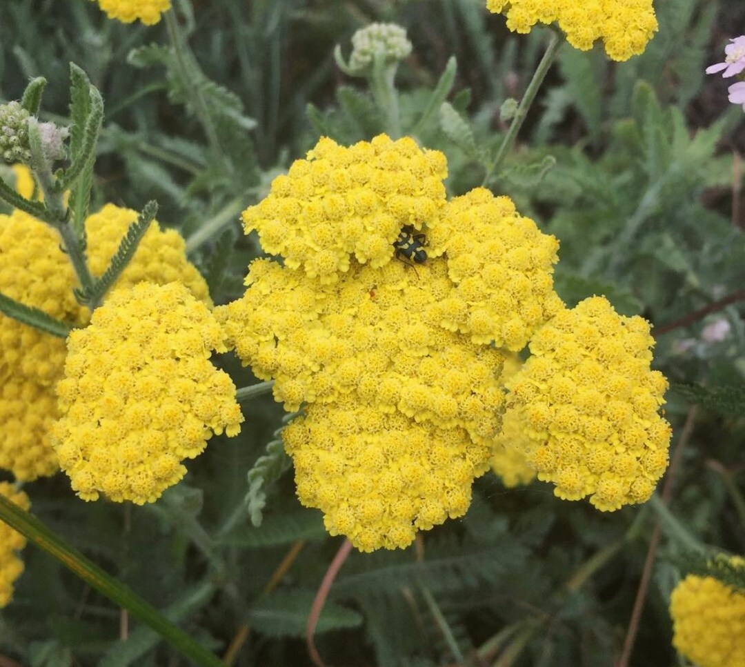 Gold Yarrow Flower Seeds, Seed Packet, Herb Seeds (100 Seeds) - Etsy