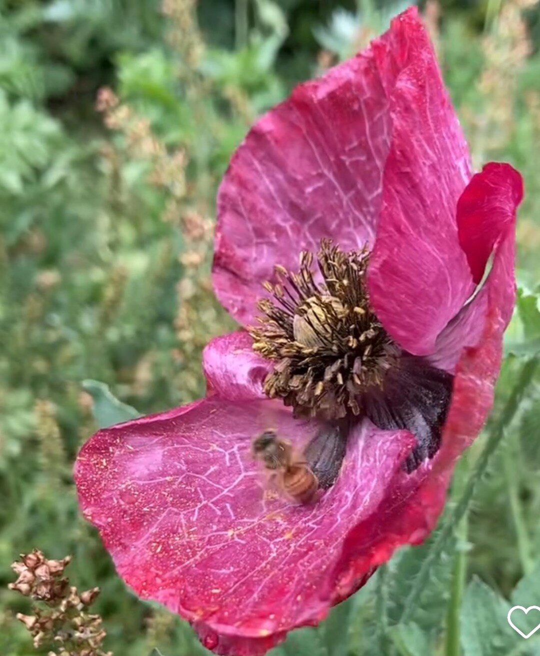 Poppy Seeds, Pandora Shirley Poppy Seed Packet, (50 Seeds) - Etsy