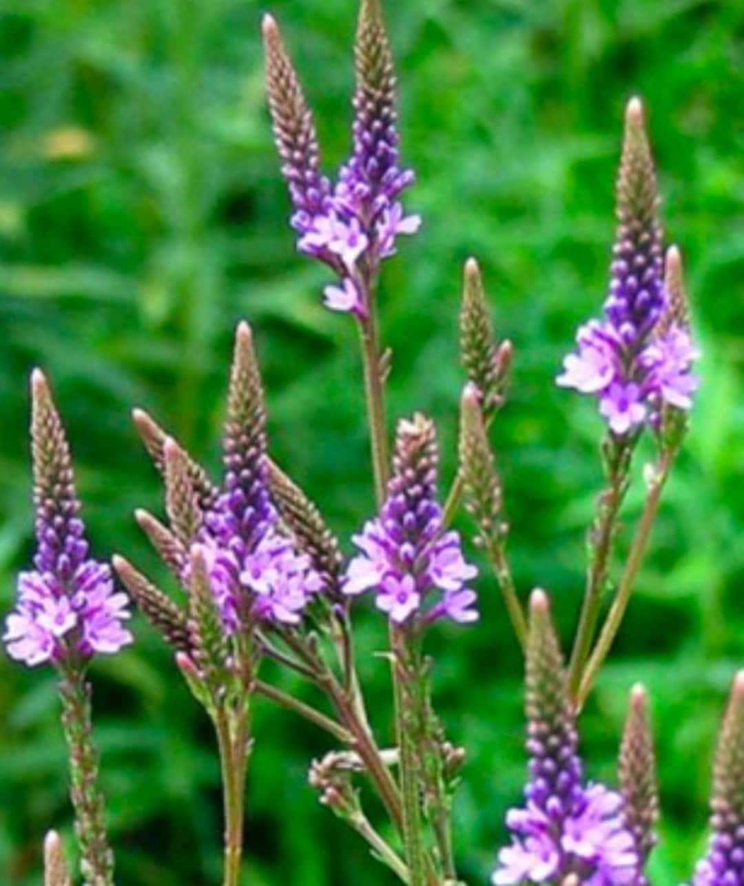 Blue Vervain, Verbena Hastata Seed Packet (100 Seeds) - Etsy