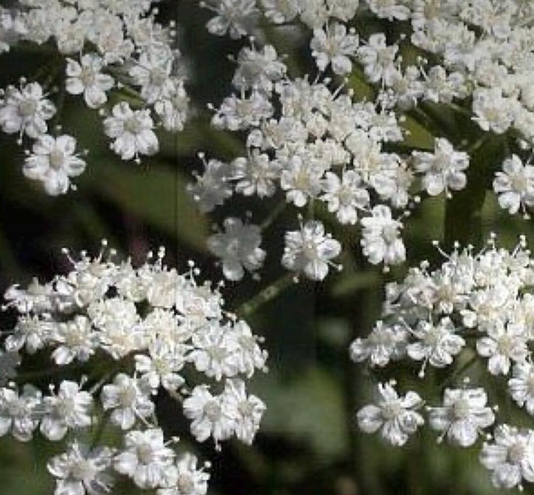 Anise Flower Seeds, Seed Packet, Herb Seeds (50 Seeds) - Etsy