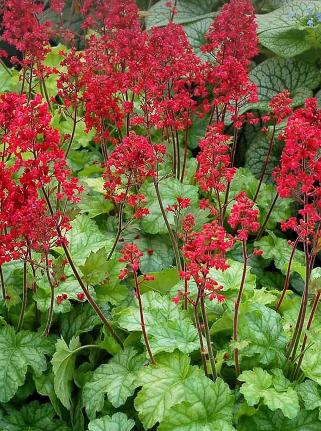 Heuchera Seeds, Sanguinea Firefly Heuchera Seed Packet (100 Seeds) - Etsy