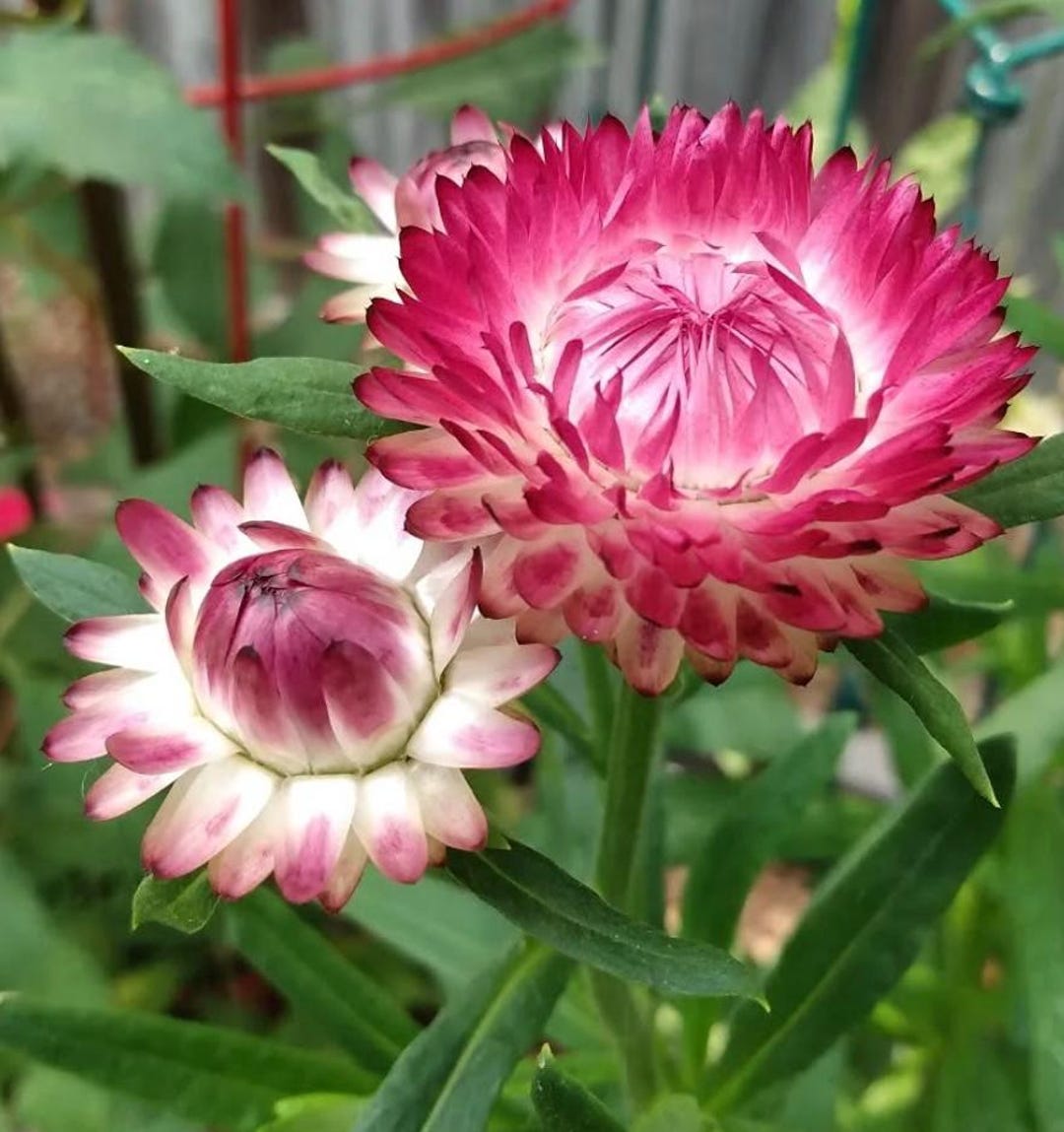 Strawflower Seeds, King Size Silvery Rose Strawflower (50 Seeds) - Etsy