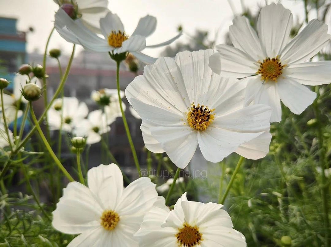 Cosmos Flower Seeds, Purity Cosmos Seeds, Seed Packet (100 Seeds) - Etsy