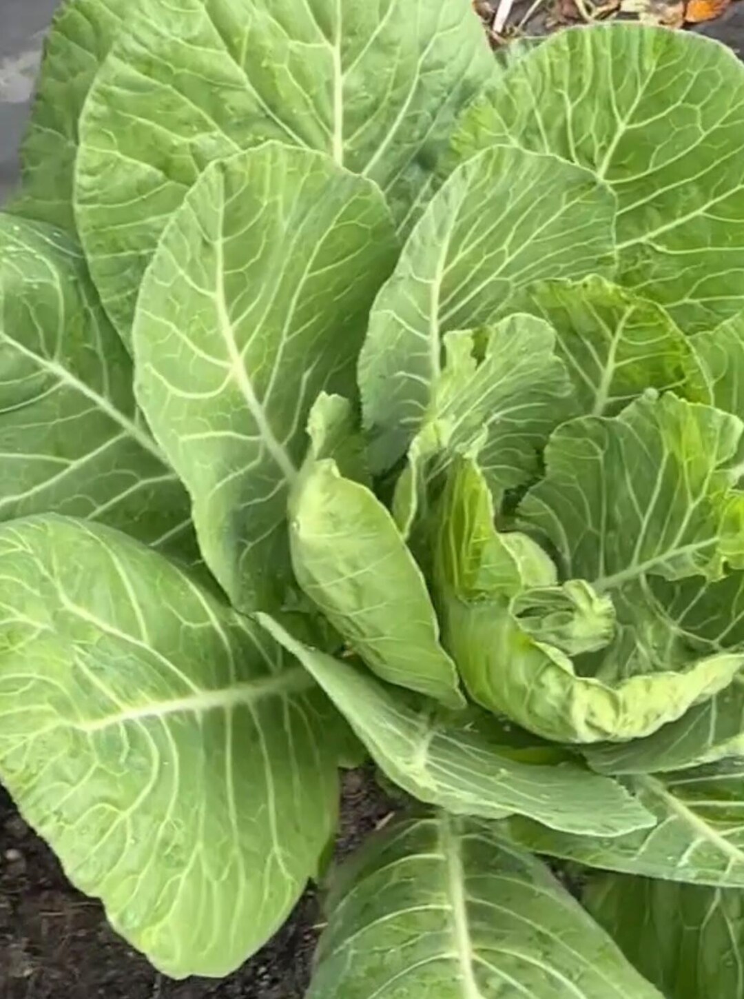 Collard Seeds, Vates Collard Seed Packet (100 Seeds) - Etsy