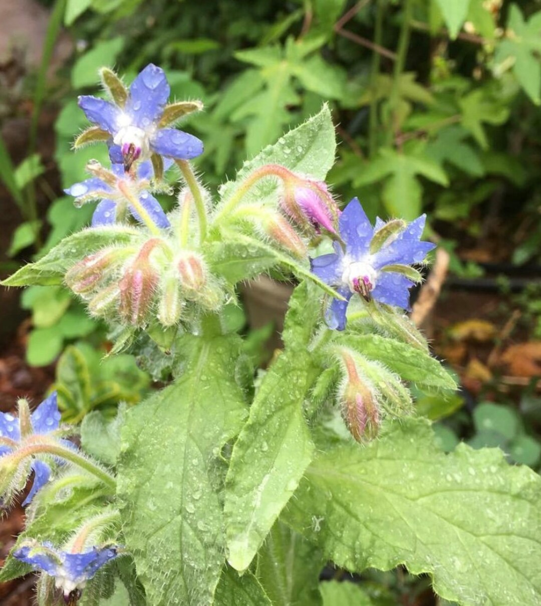 Borage Seeds Blue Star Flower Herb Seeds (100 Seeds) - Etsy
