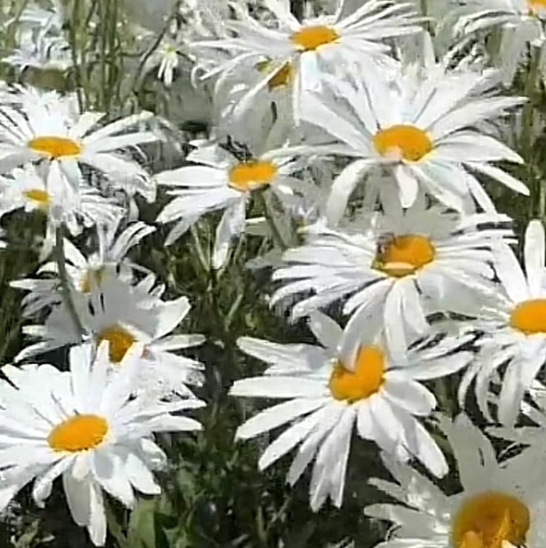 Daisy Seeds, Silver Princess Shasta Daisy Seed Packet (100 Seeds) - Etsy