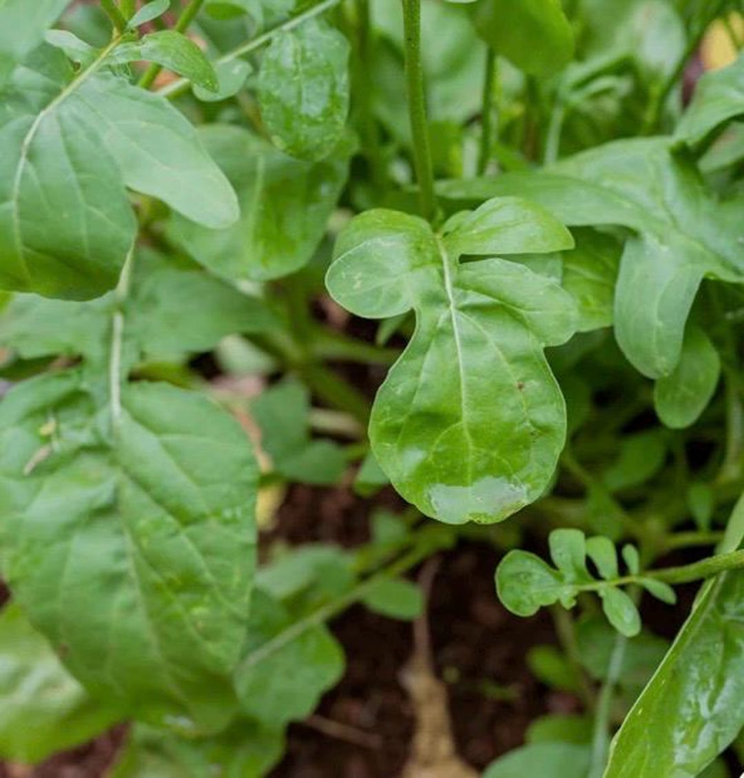 Arugula Seeds, Arugula Uber Seed Packet (100 Seeds) - Etsy
