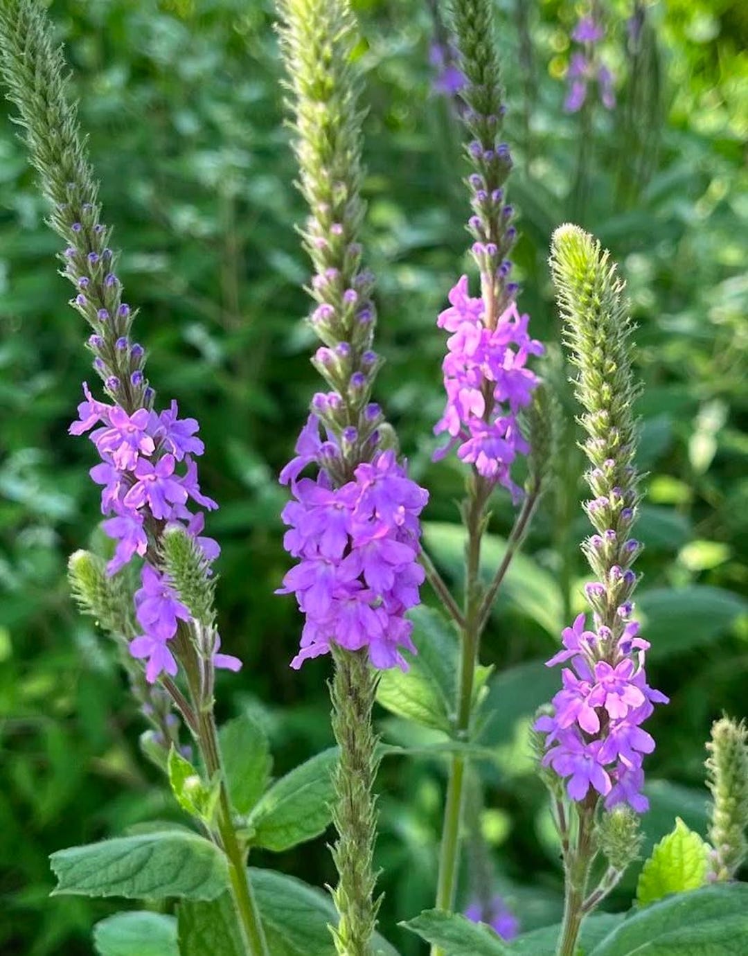 Verbena Seeds, Hoary Vervain Seed Packet (100 Seeds) - Etsy