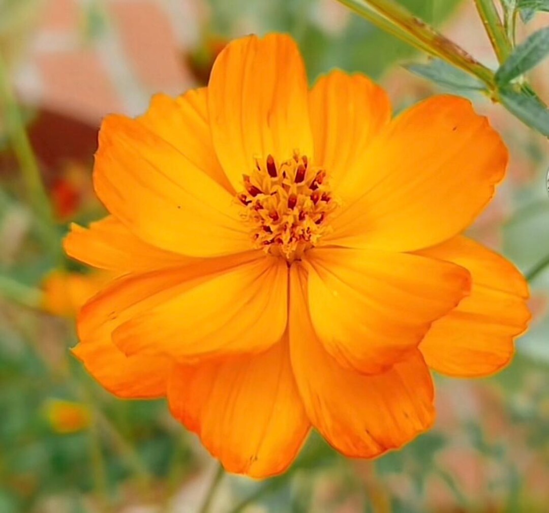 Cosmos Flower Seeds, Dwarf Orange Sulphur Cosmos Seed Packet (100 Seeds ...
