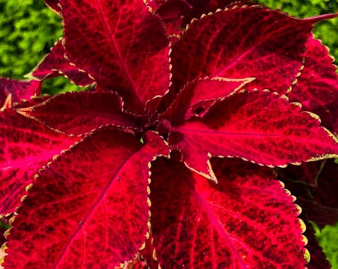 Coleus Seeds, Velvet Red Coleus Seeds Packet (25 Seeds) - Etsy