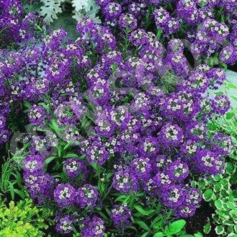 Alyssum Flower Gifts - 60+ Gift Ideas for 2026