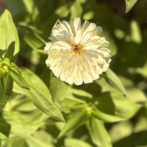 Zinnia Seeds, Blushing Bride Zinnia Flower Seeds, Seed Packet ...