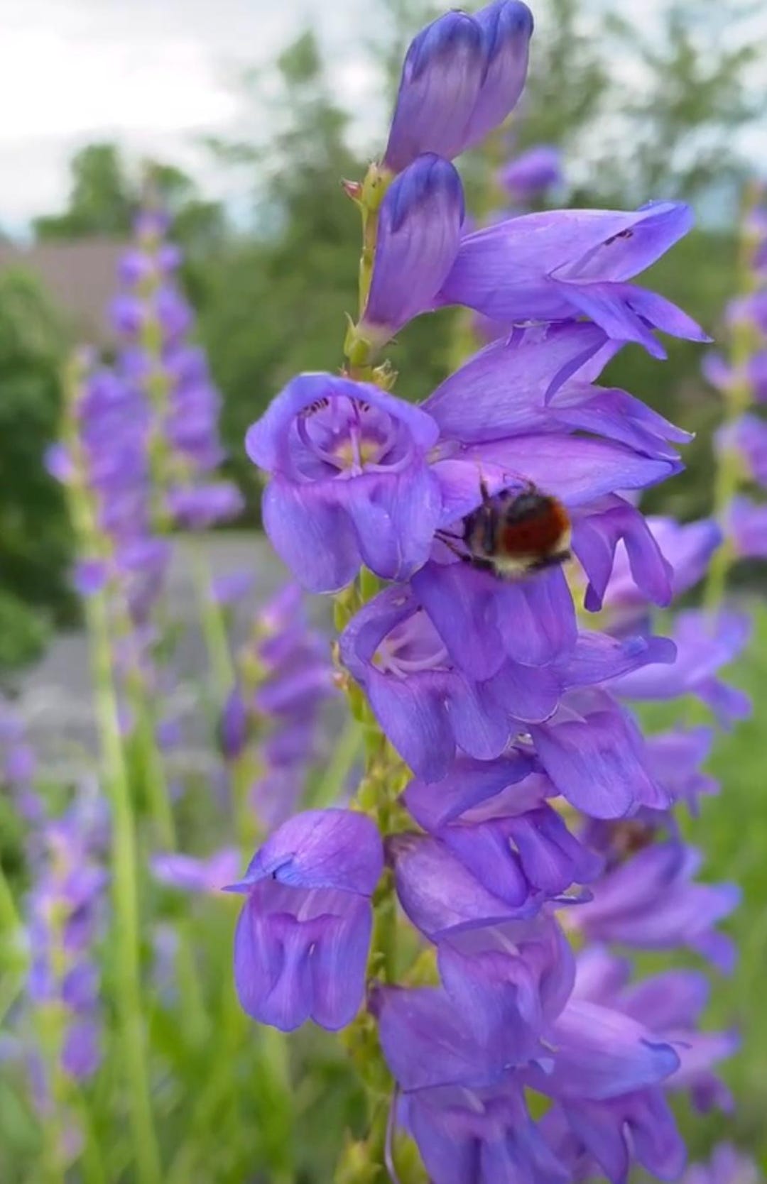 Penstemon Seeds, Rocky Mountain Penstemon Seed Packet (100 Seeds) - Etsy