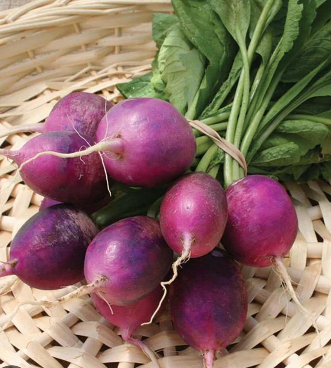 Radish Seeds, Purpella Radish Seed Packet (50 Seeds) - Etsy