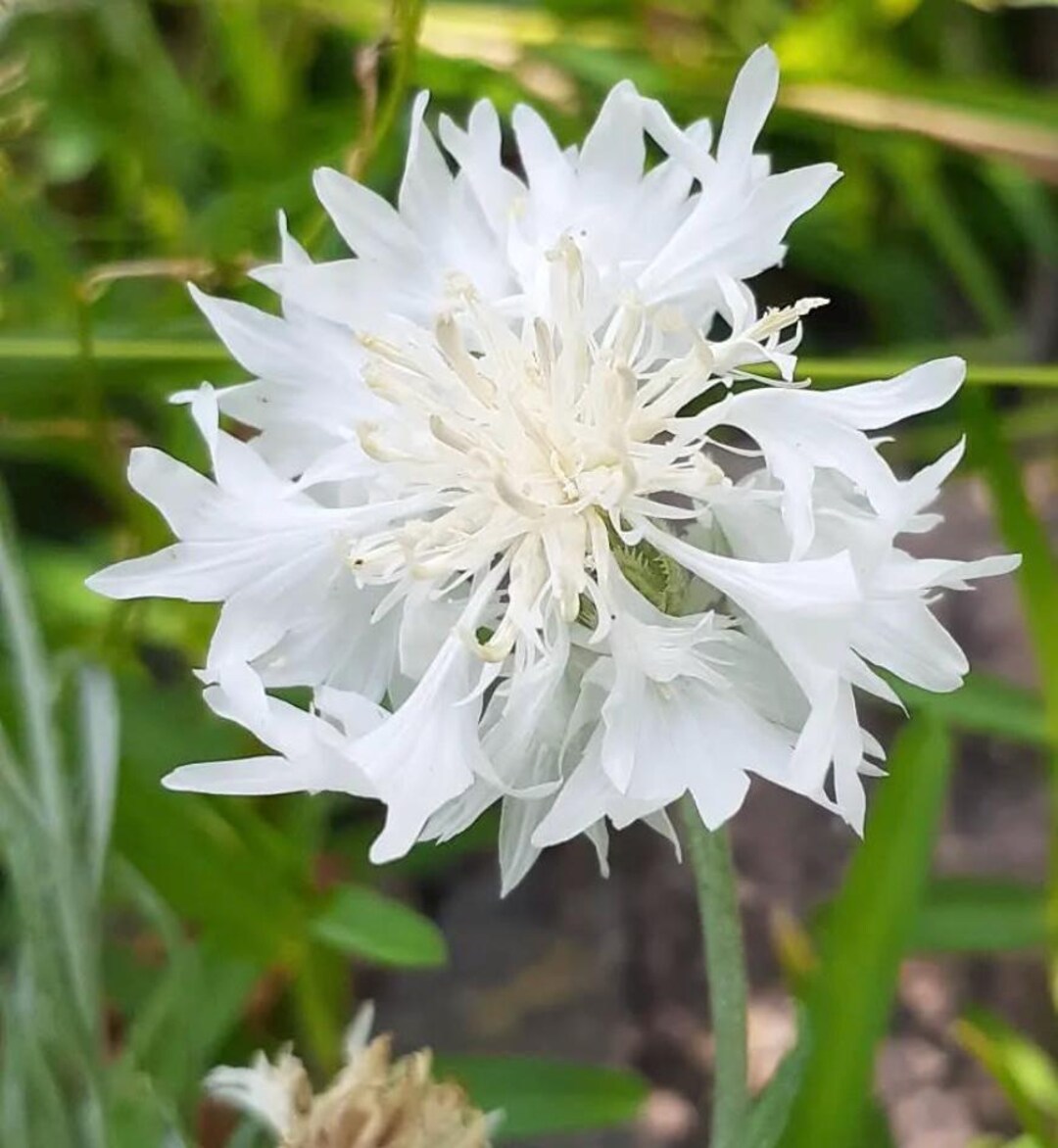 Bachelor Button Seeds, Tall White Bachelor Button, Seed Packet (100 ...
