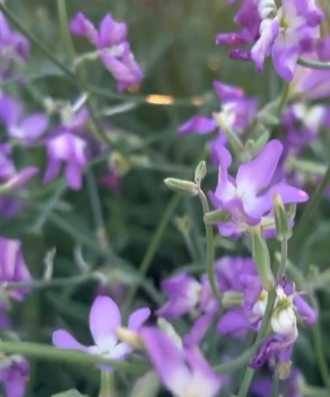 Evening Scented Stock Flower Seed Packet (100 Seeds) - Etsy