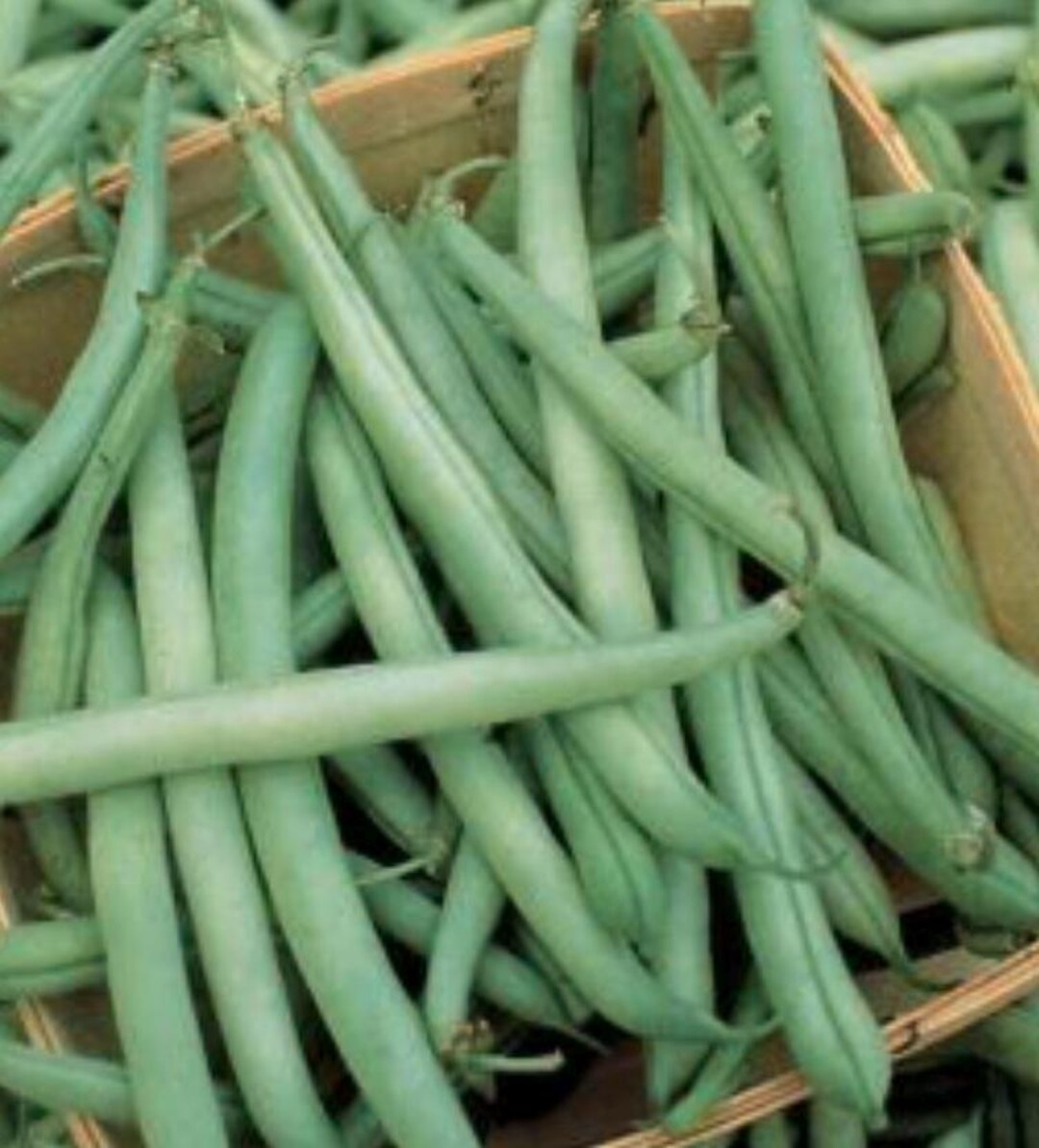 Bean Seeds, Lewis Bean Seed Packet (25 Seeds) - Etsy