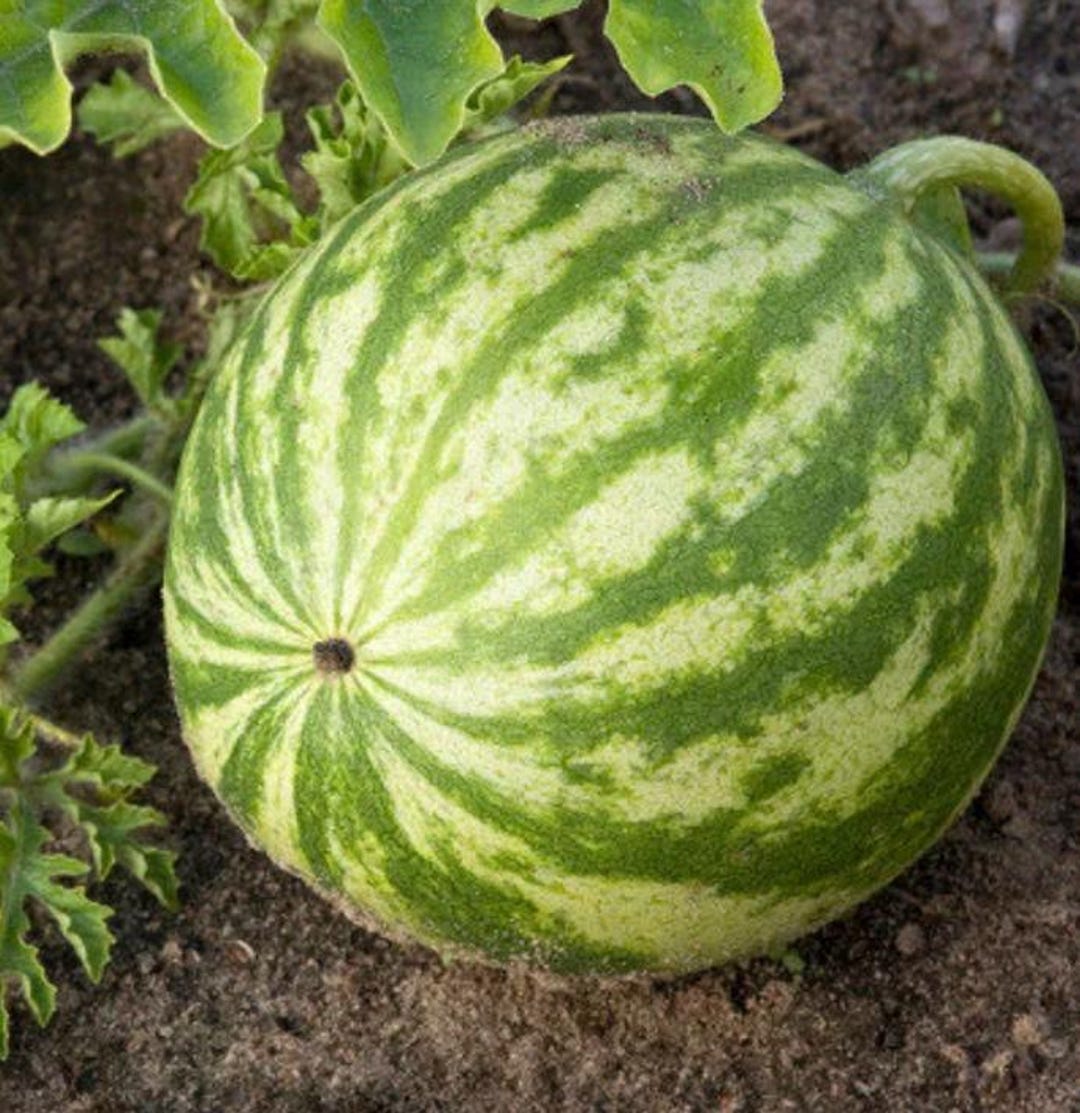 Watermelon Seeds, Crimson Sweet Watermelon Seed Packet (25 Seeds) - Etsy