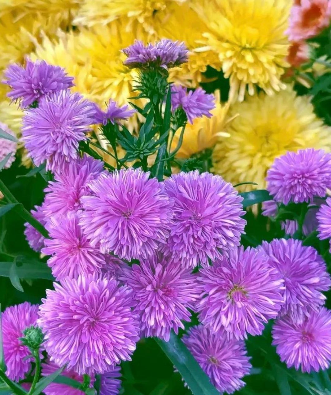 Aster Seeds, Giant Aster Mix Seed Packet (50 Seeds) - Etsy