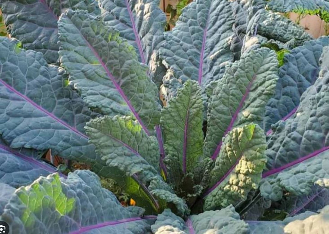 Kale Dazzling Blue Raw (50 Seeds) - Etsy