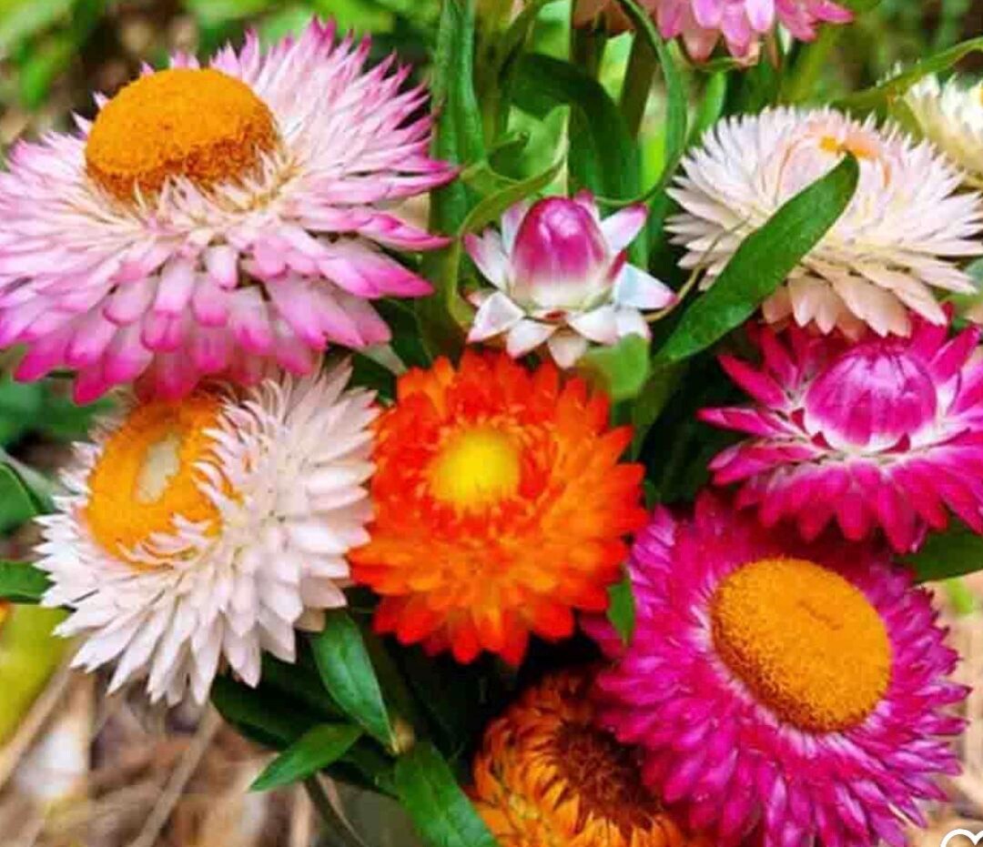 Strawflower Seeds, Dwarf Strawflower Mix (100 Seeds) - Etsy