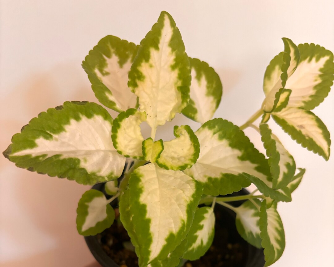 Coleus Seeds, Wizard Jade Coleus Seed Packet (25 Seeds) - Etsy