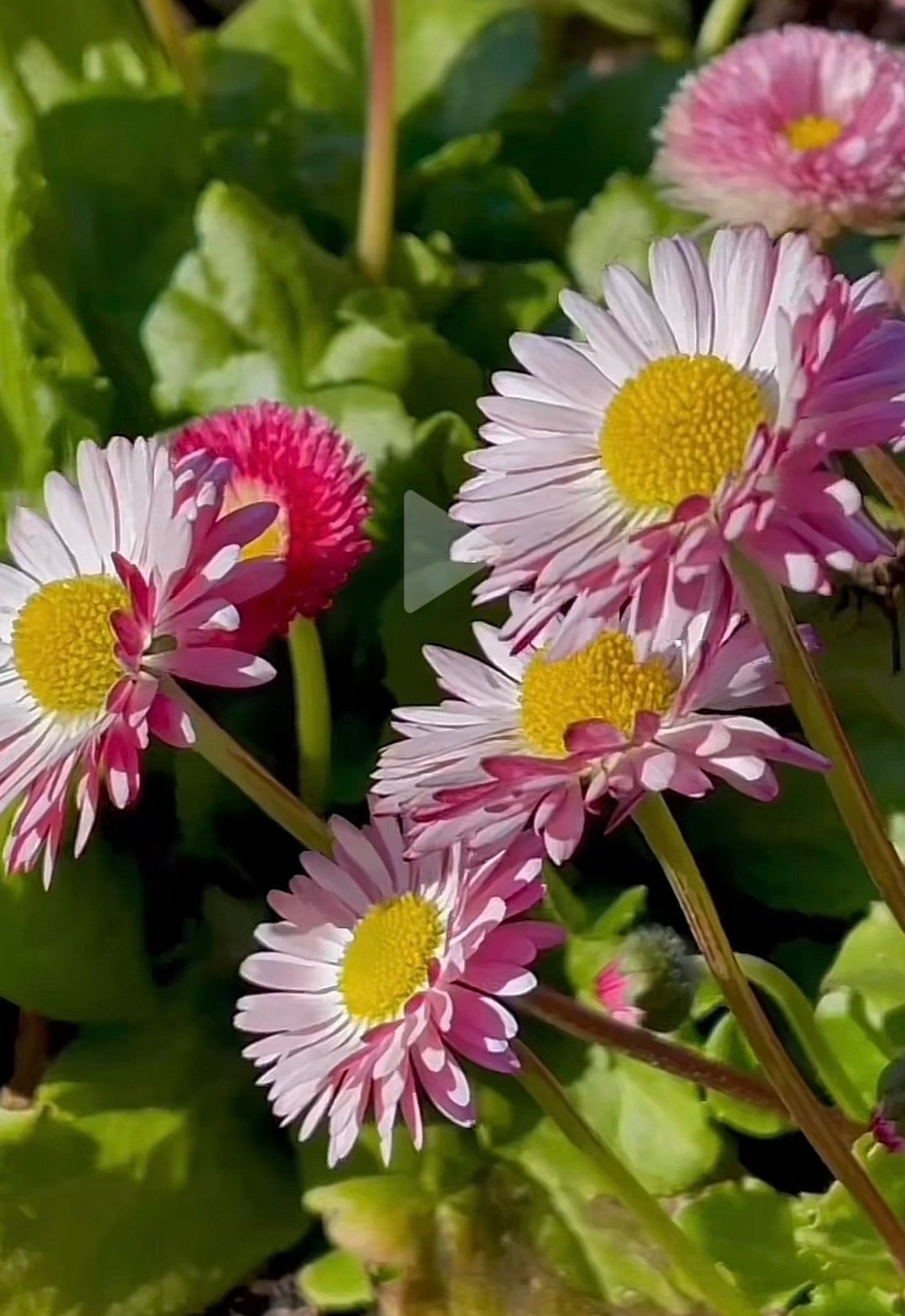 English Daisy Mix Seeds approx 100 Seeds - Etsy