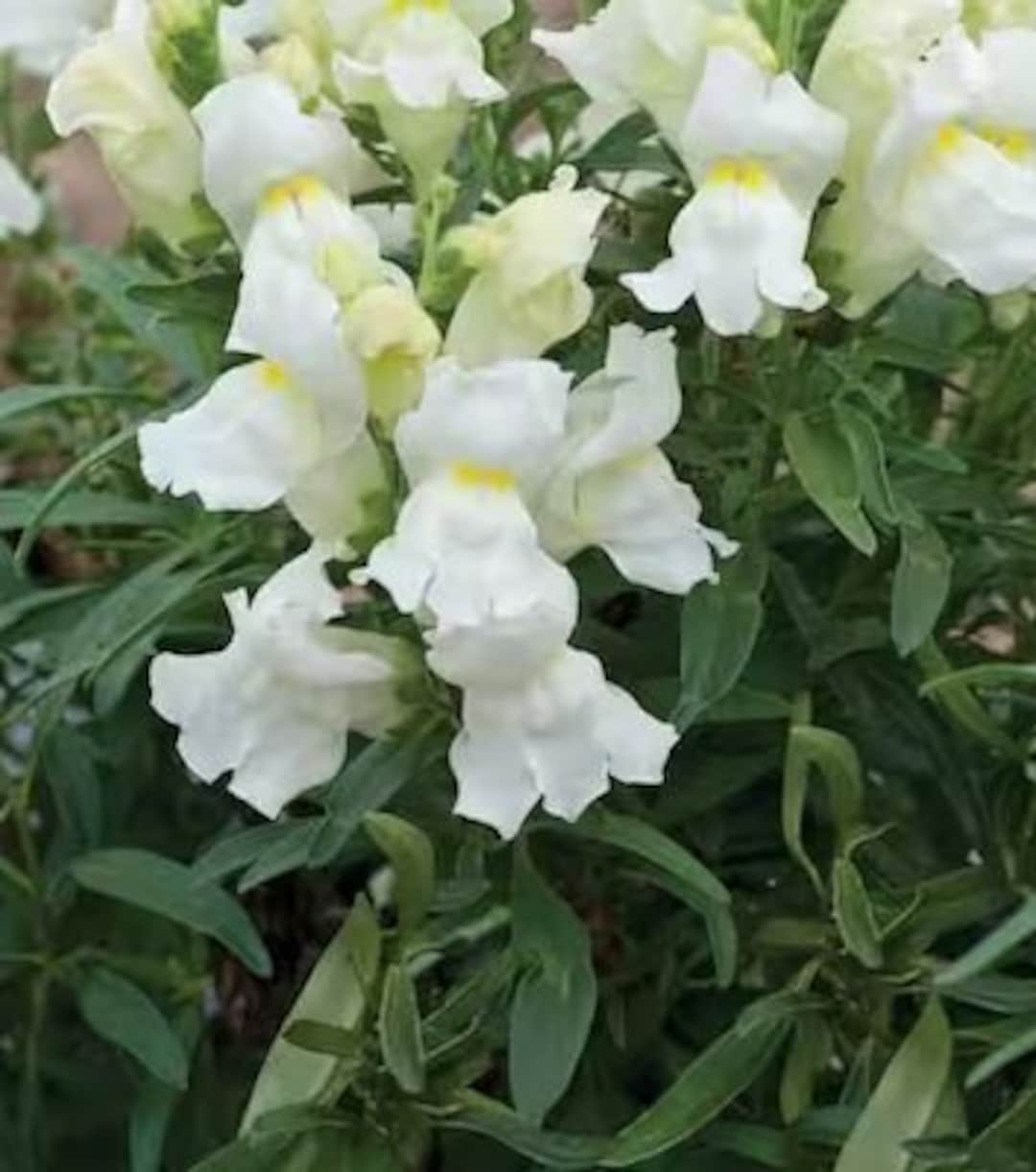 Snapdragon Seeds, White Dwarf Snapdragon Seed Packet 50-100 Seeds - Etsy