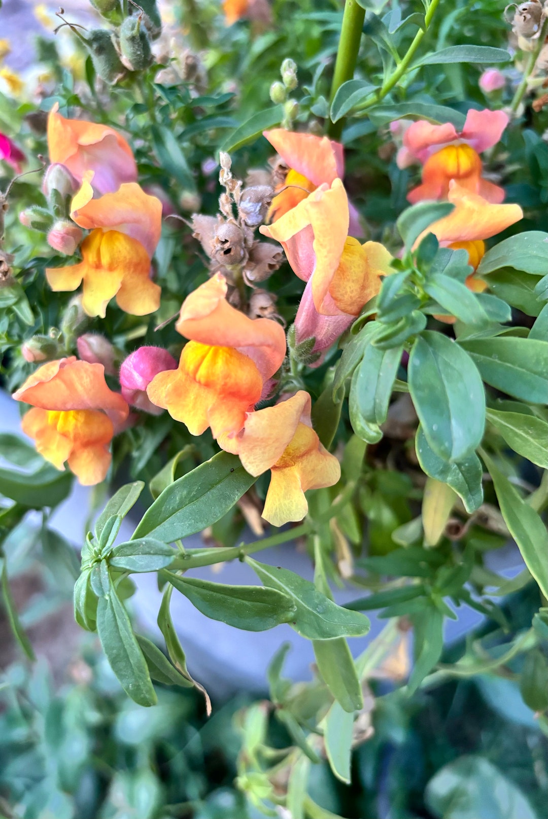 Floral Showers Apricot Dwarf Snapdragon Seeds, Snapdragon Seeds, Flower ...