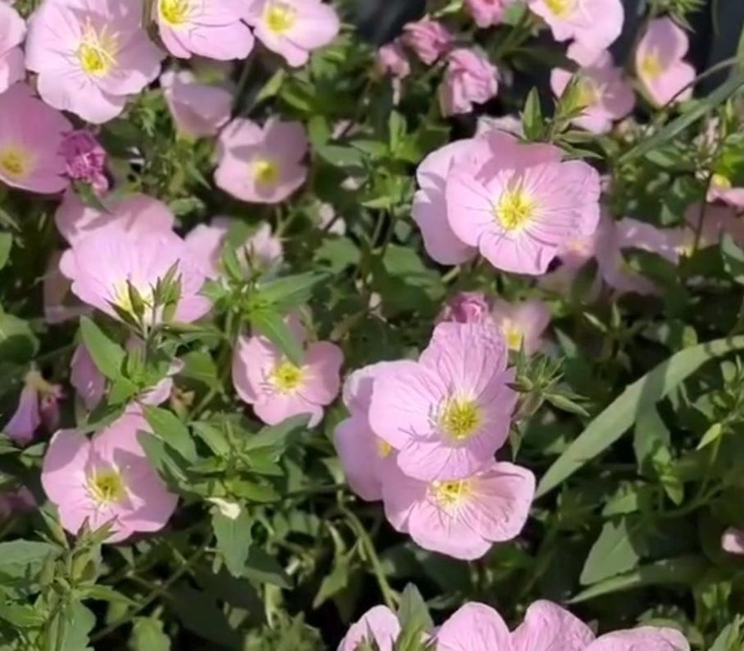 Primrose Seeds, Showy Evening Primrose Seed Packet (50 Seeds) - Etsy