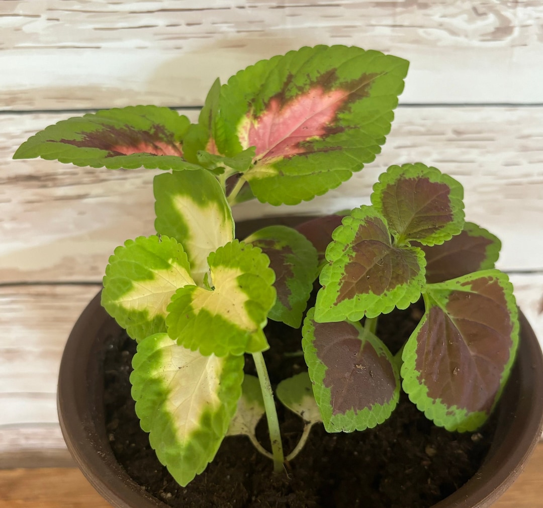 Coleus Seeds, Rainbow Coleus Seed Packet (50 Seeds) - Etsy