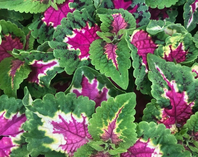 Coleus Seeds, Wizard Rose Coleus Seed Packet (25 Seeds) - Etsy