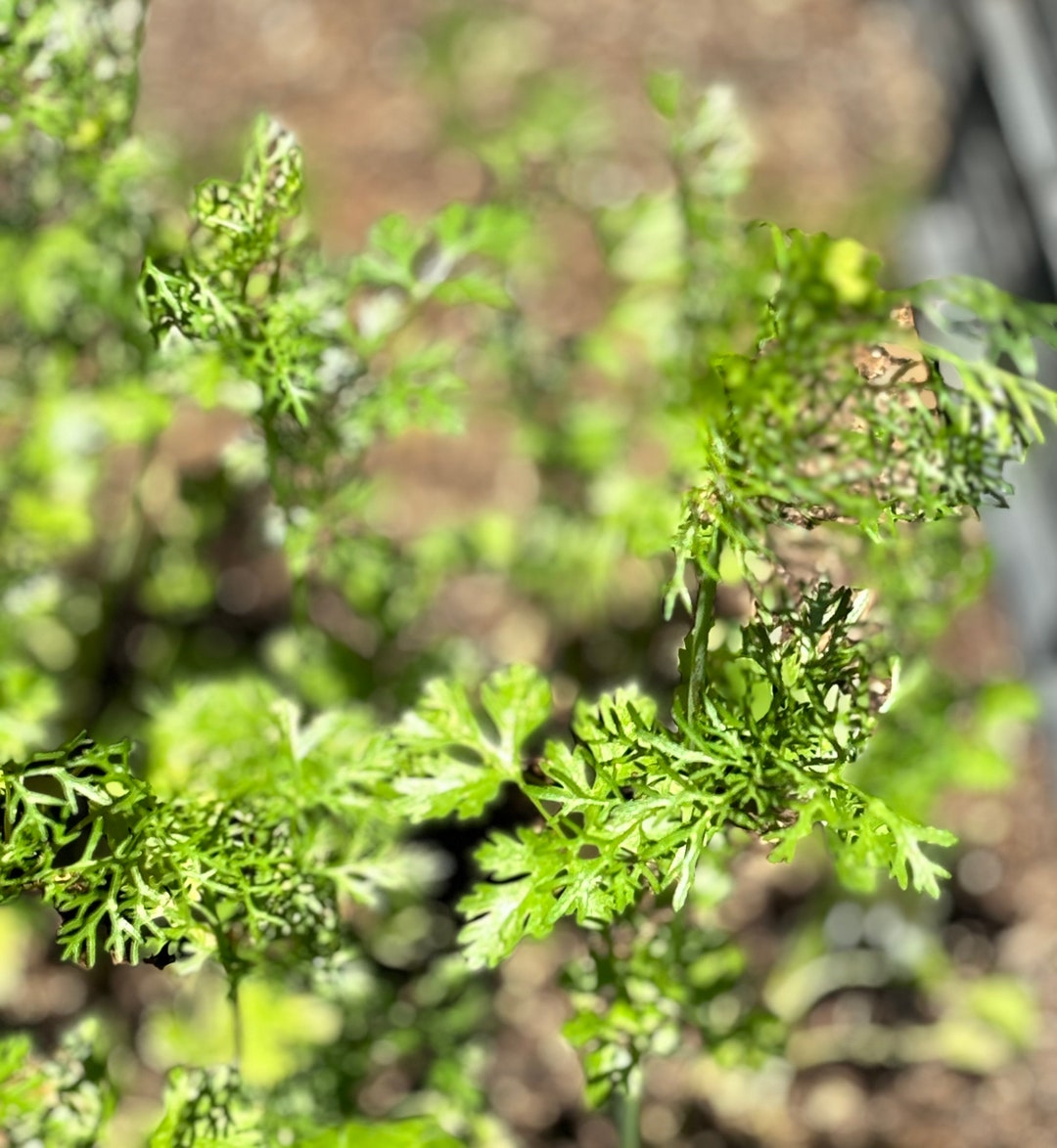 Cilantro Santo Seeds, Cilantro Seed Packet 50 Seeds - Etsy