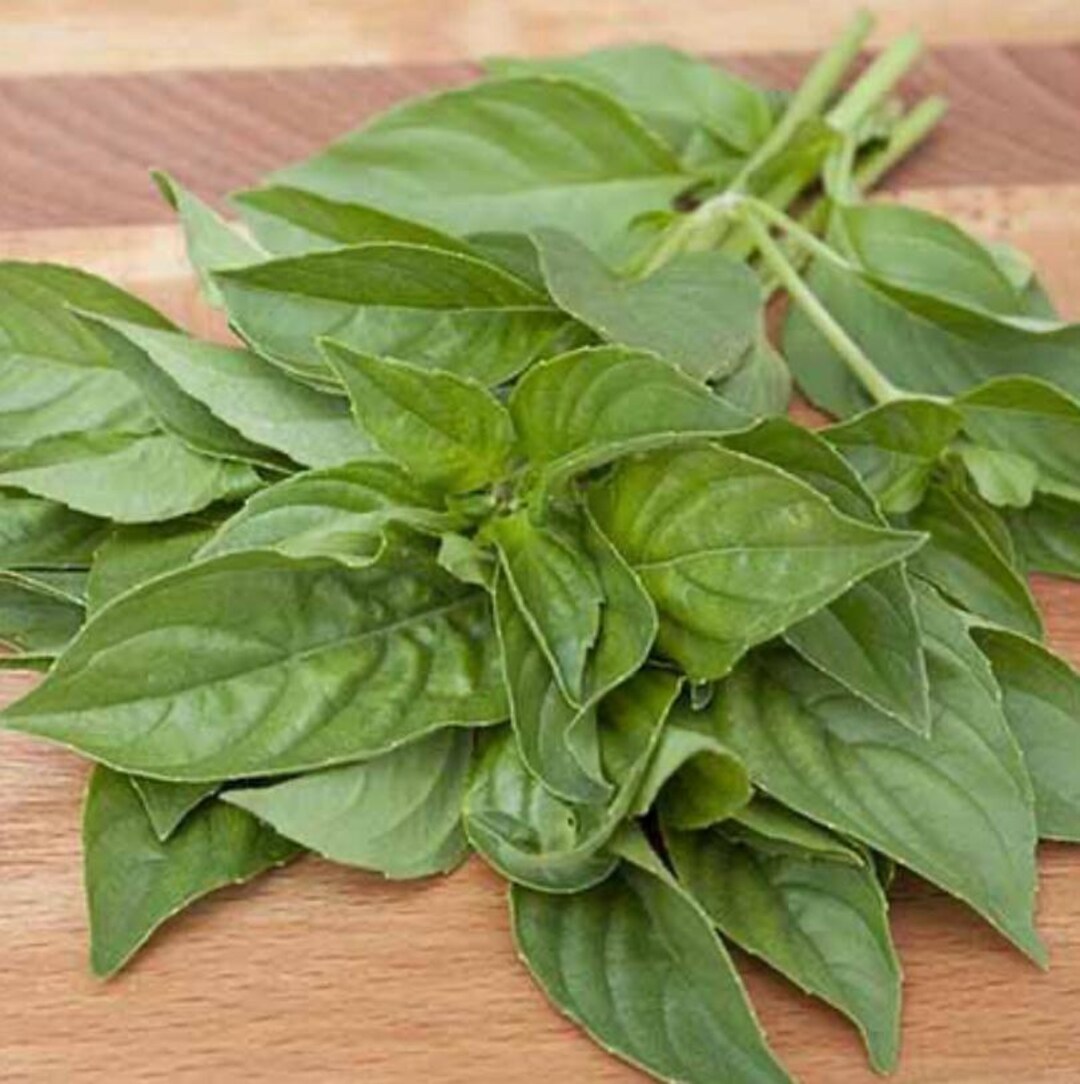 Basil Seeds, Lemon Basil Seed Packet (25 Seeds) - Etsy