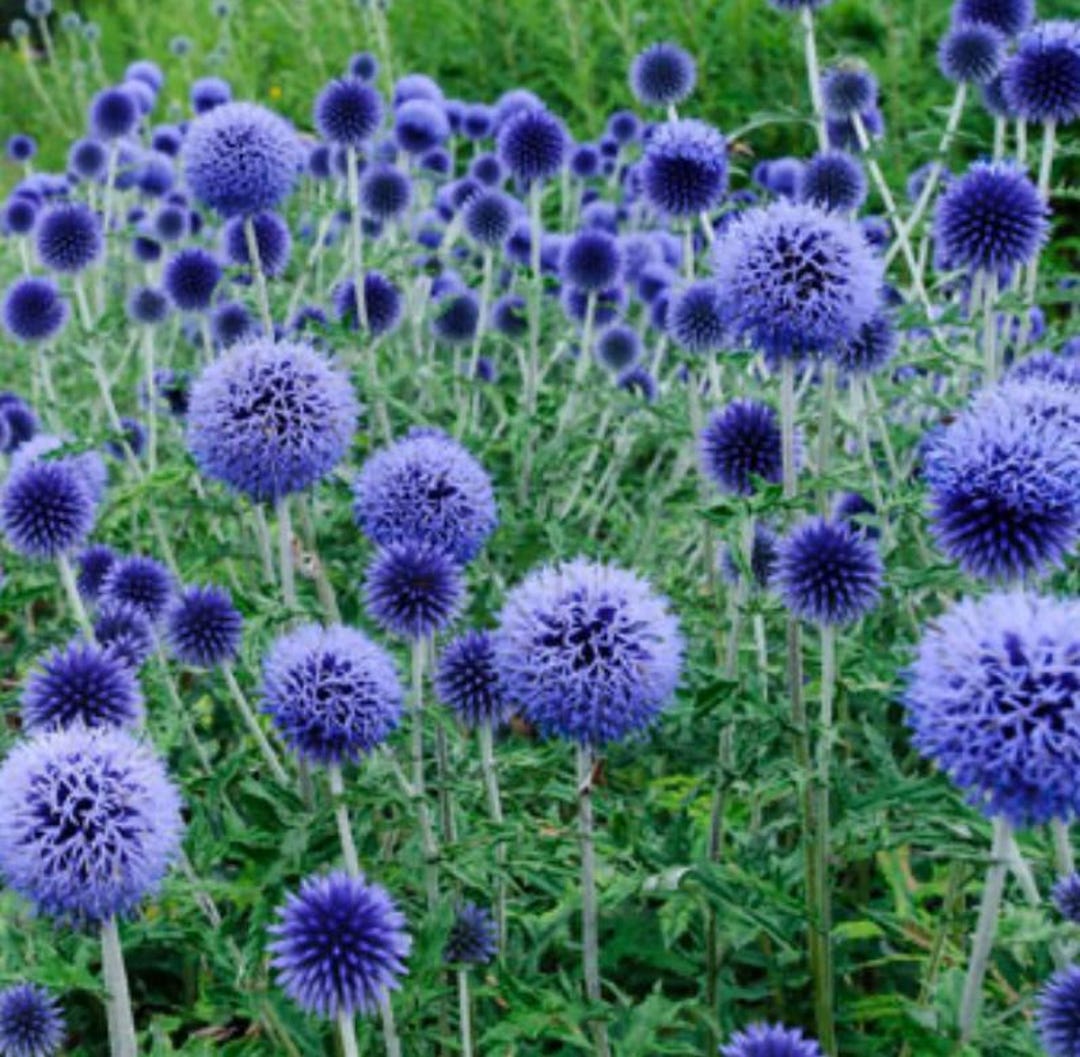 Globe Thistle Seeds, Echinops Ritro Seed Packet (25 Seeds) - Etsy