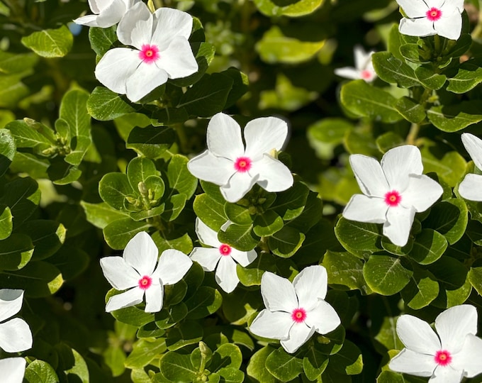 Vinca Seeds, Bright Eye Periwinkle Vinca Seed Packet (50 Seeds) - Etsy