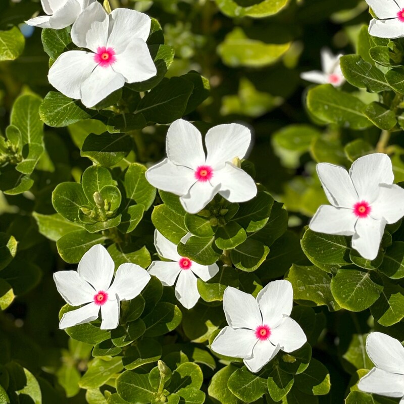 Periwinkle Plant - Etsy