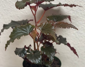 Black Magic Begonia - Etsy