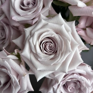 Rose 'menta' 曼塔 1 Gal Live Plant Shrub Rose - Etsy