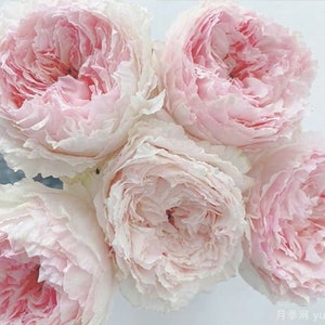 Japanese Rose 'tsumugi Fuli' 绵绸富力 2 Gal Live Plant Shrub Rose - Etsy